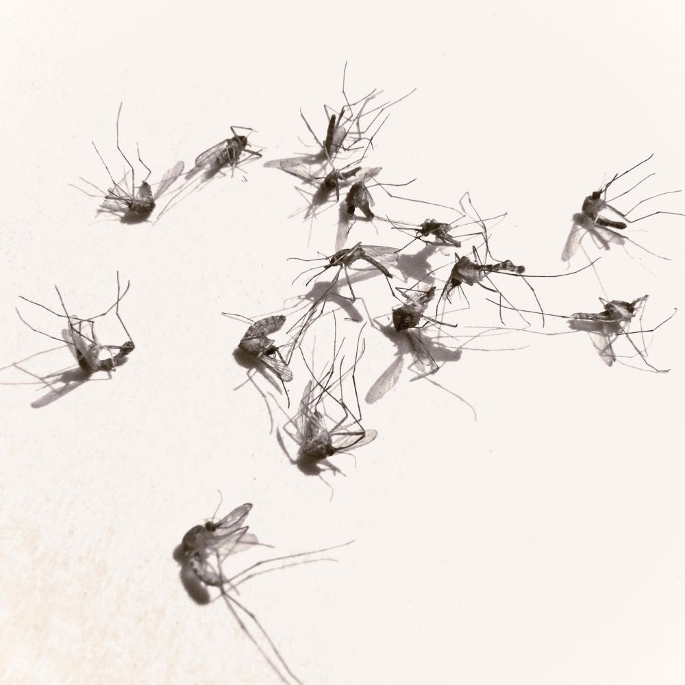 How to Keep Bugs out of a Bell Tent – Boho Bell Tent